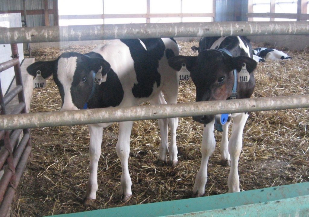 Giảm đau cho bê bị cắt sừng - HIỆP HỘI SỮA VIỆT NAM